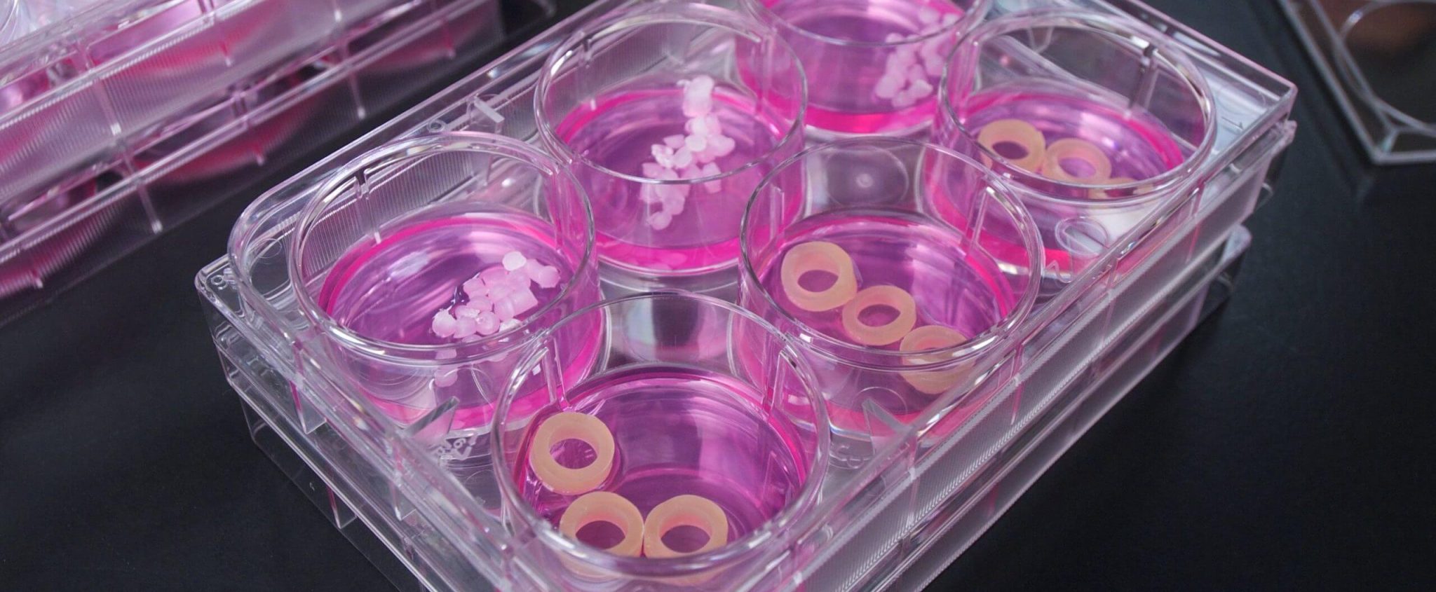 Cytotoxicity Test | Nelson Labs