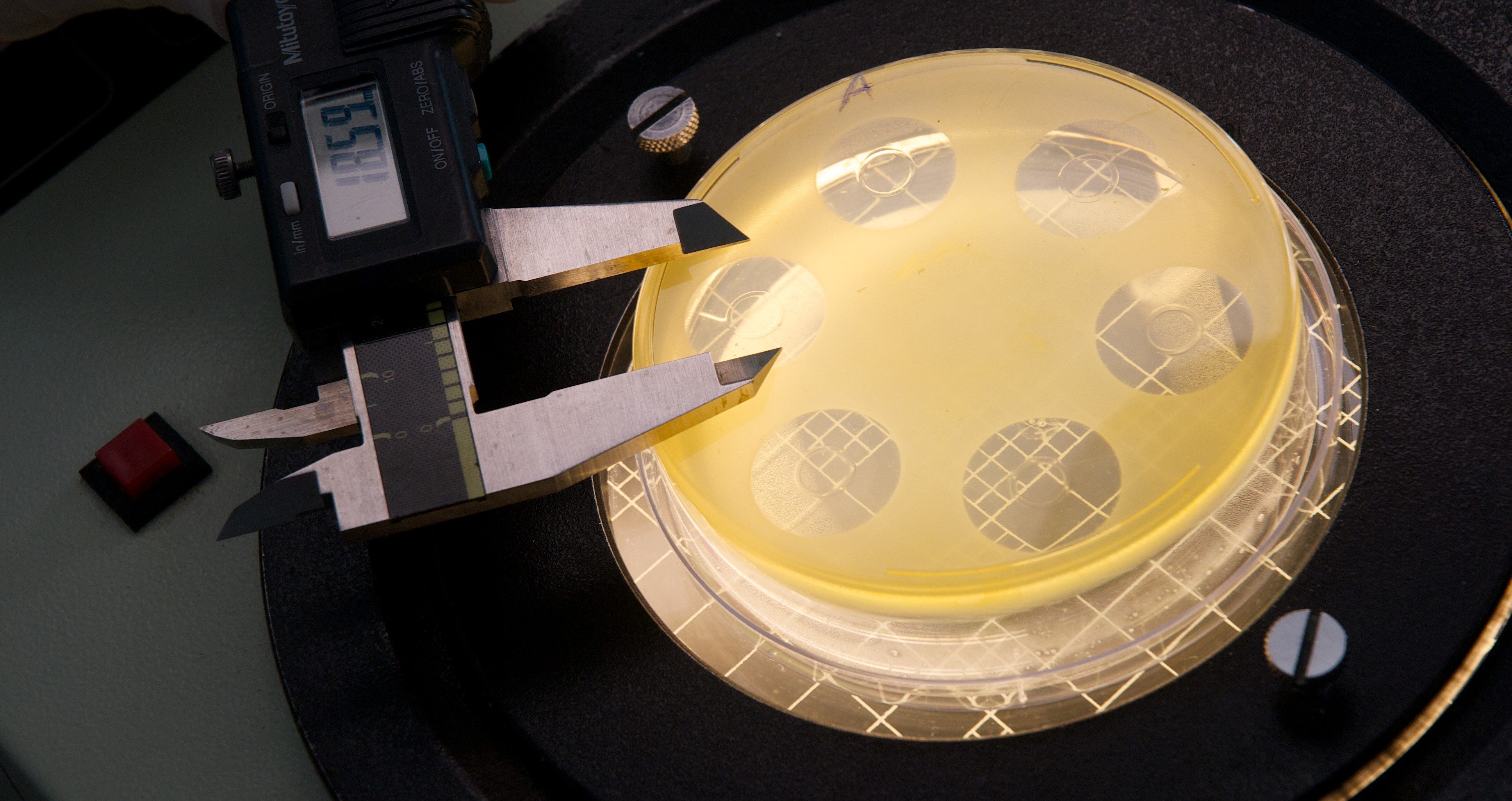 Zone of Inhibition | Nelson Labs