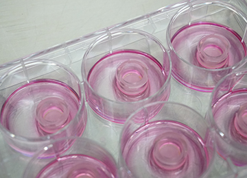 Webinar: ISO 10993-23 & Removing Rabbits from Irritation Testing