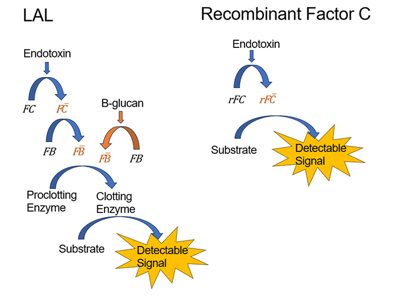 Beta glucans: false positives in the Bacterial Endotoxins Test (BET)