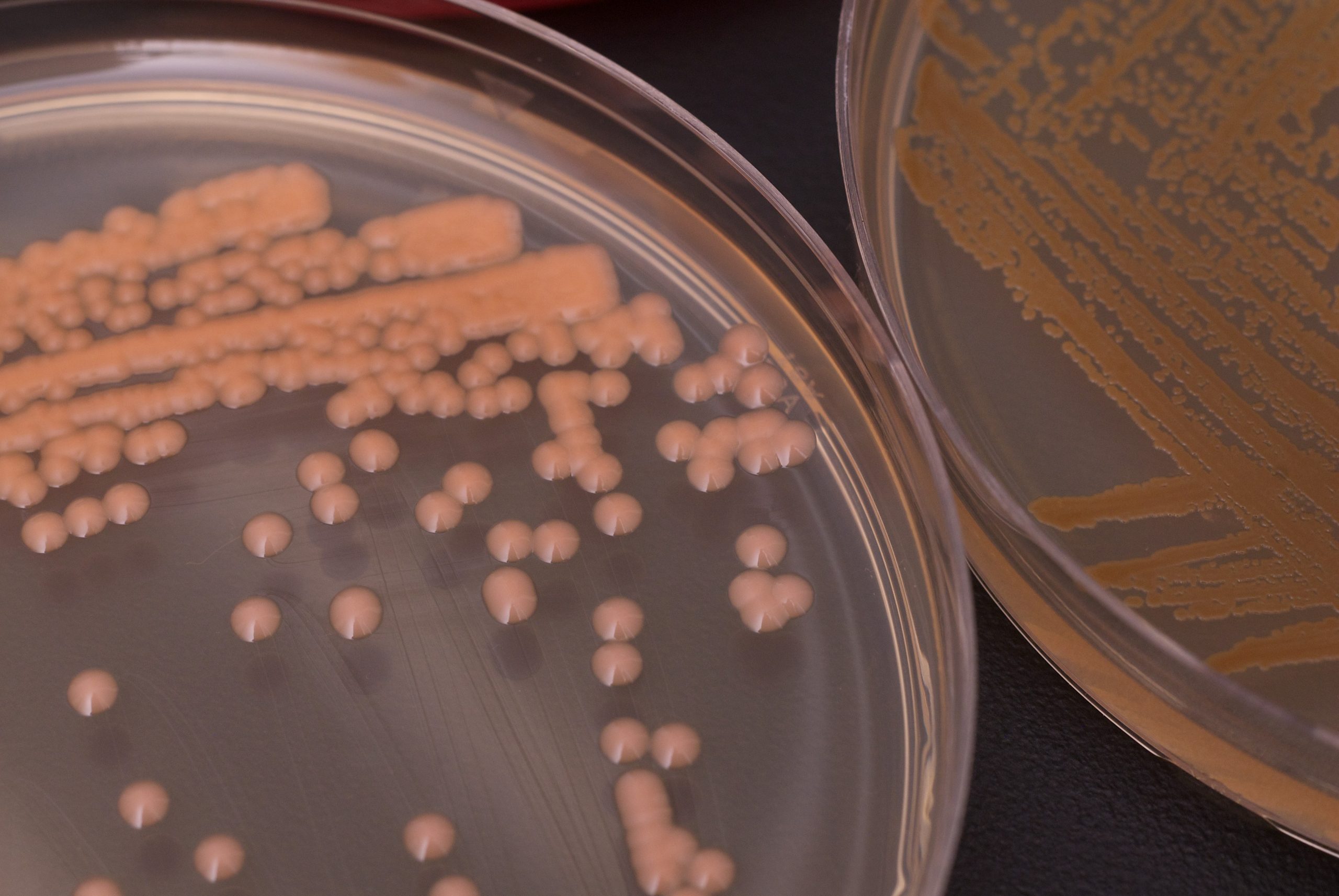 Microbiological Updates to 11137-1:2025 – Demonstrating Stability in ...